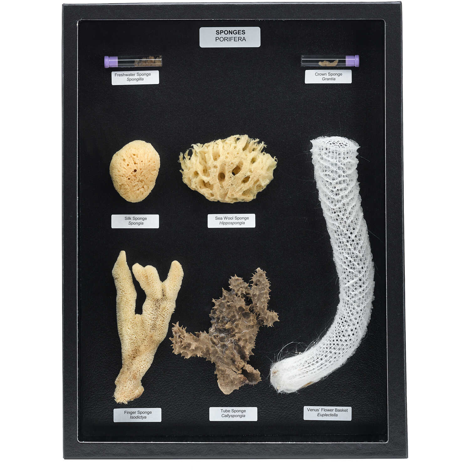 Spongilla Slide