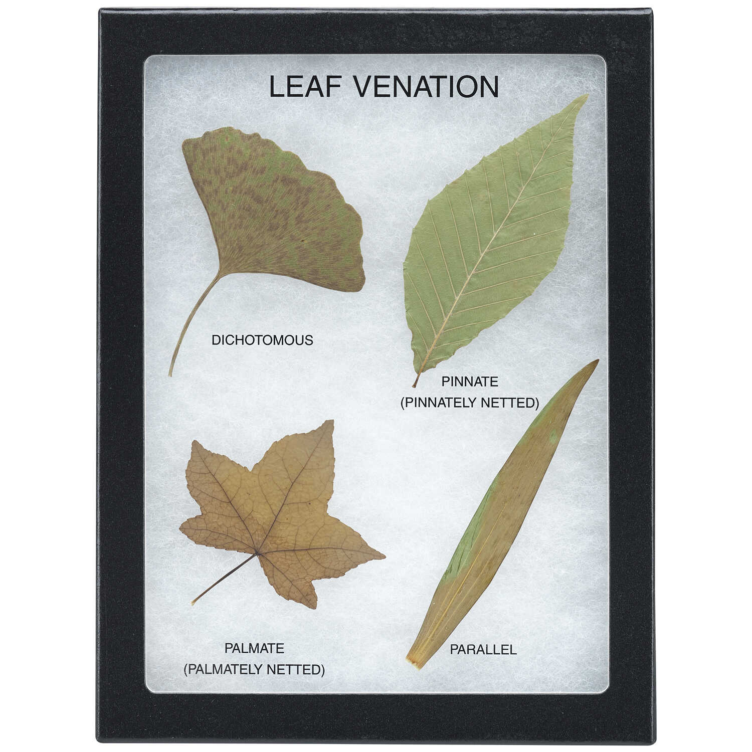  Parallel Leaves Examples 