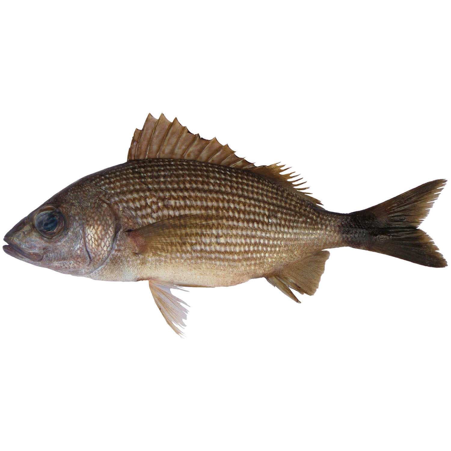 Perch Dissection Specimens... | PECO Sales